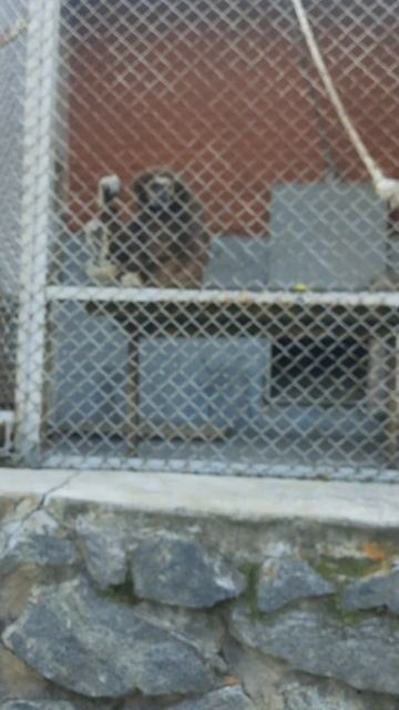 Да, помотало по жизни леопарда!