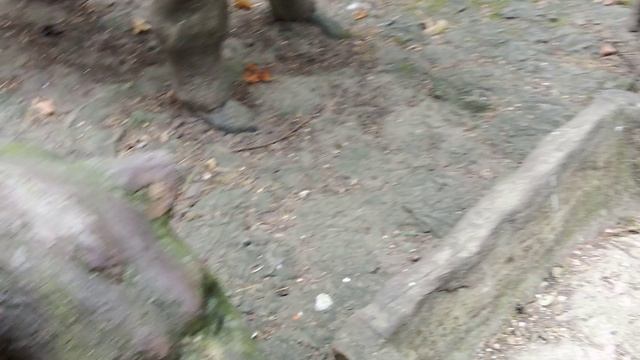 Скульптура Кабаниха с кабанчикиками в парке Измайлово. Очень интересный видос получился.