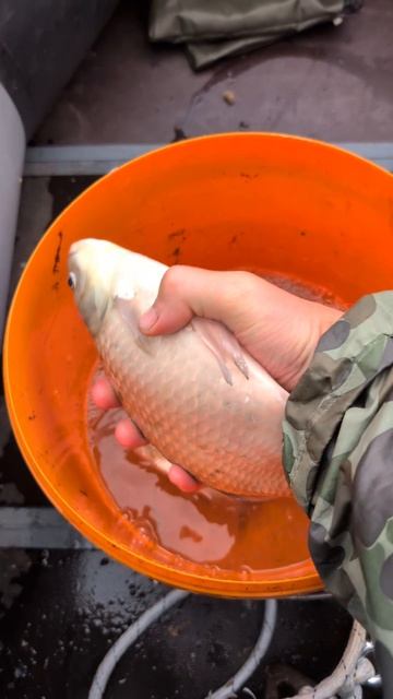 Поймал двух хорошеньких карасей!