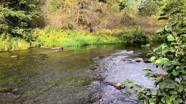 Игорь Скерцо - Река Рощинка, Рощино, Ленинградская область, Сентябрь 2023 г.