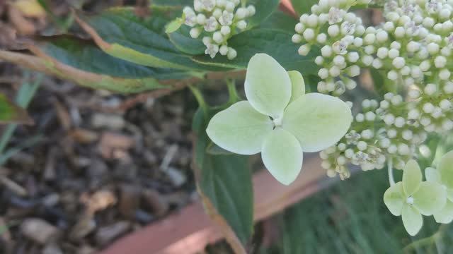 Гортензия Металлика. Начало цветения