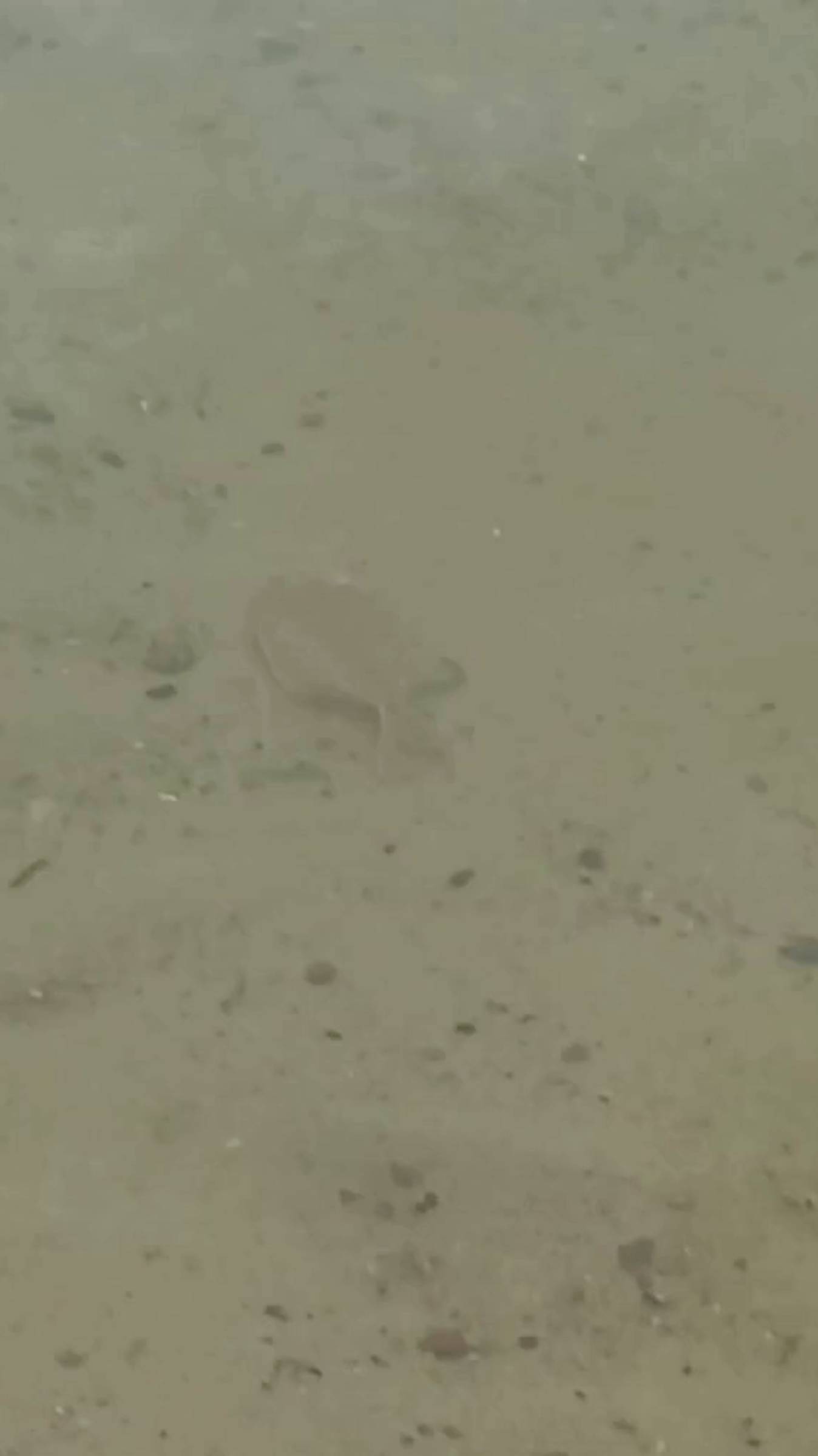 Камбала. Неожиданная встреча на море с маленькой камбалой) Близкая съемка #STR