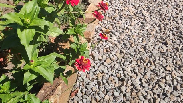 Бабочки на цветах