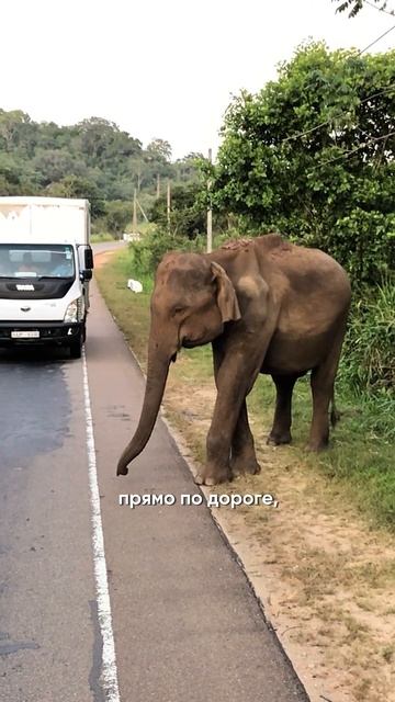 Каких животных мы встретили в Шри-Ланке?