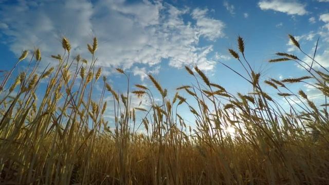 ГДЕ ТЫ, ДИВНАЯ ПОРА...- стихи Надежды Шубиной(Из цикла "Очарование осени")