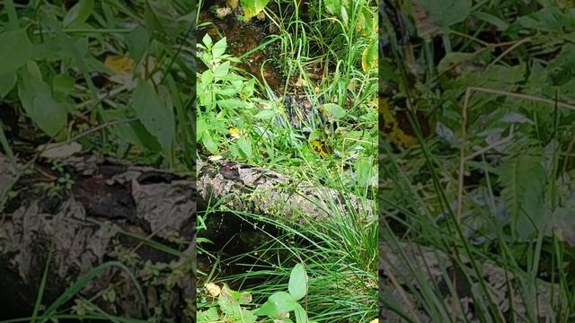 Что за лесные грибы в августе? Первый мухомор в этом году!