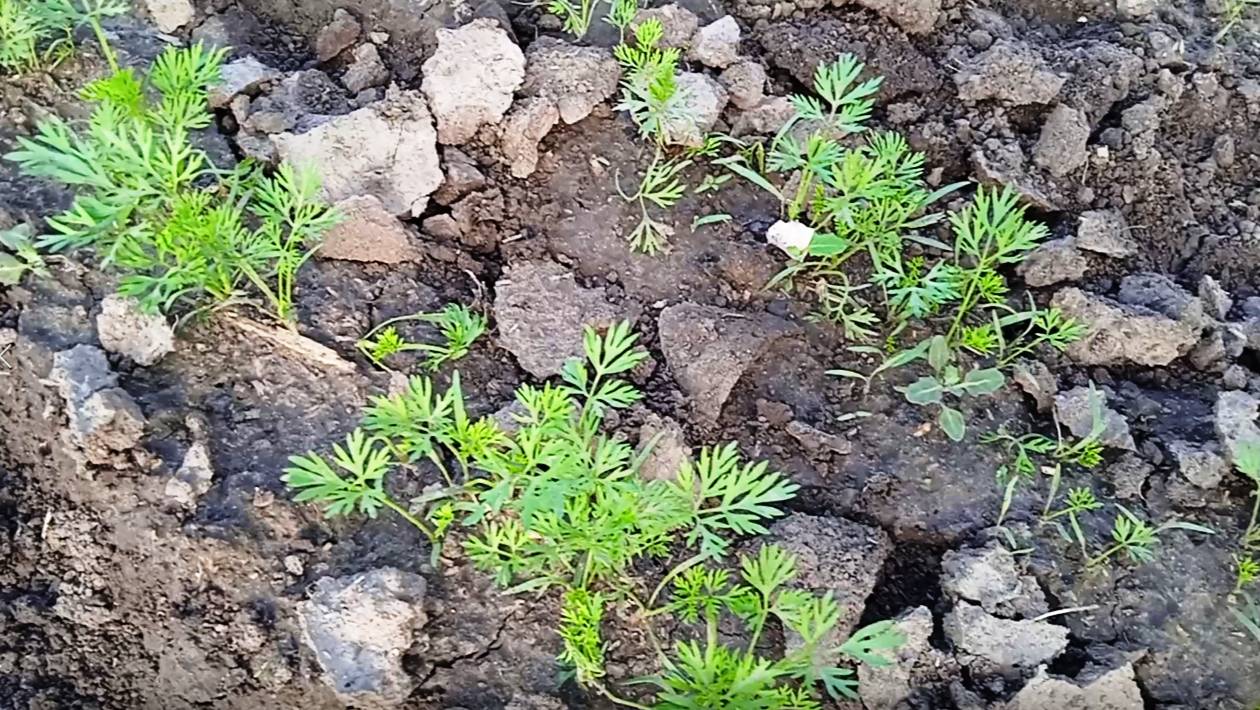 Чем удобрять морковь для роста и сладких корнеплодов