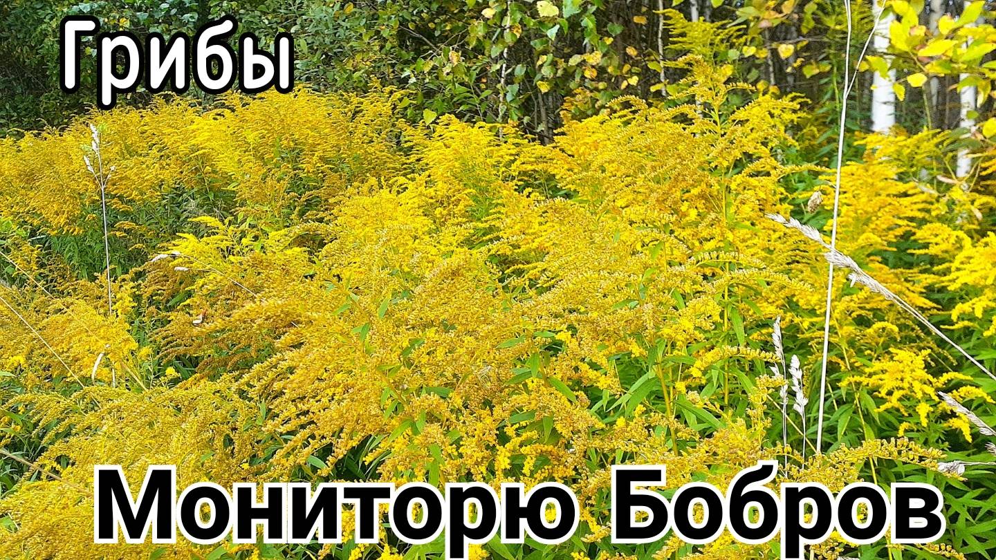 Опять за грибами Бобры пришли на ручей В поисках плотины