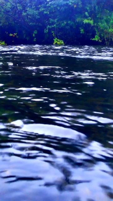 Течение прозрачной Сибирской речки💦 #лето #речка #вода