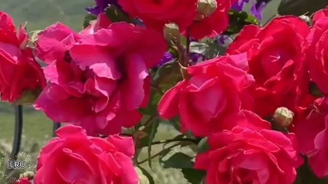 Случайная командировка - Истории любви из жизни реальных людей