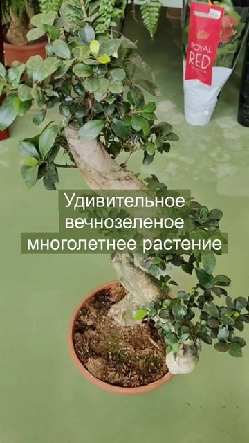 Фикус Микрокарпа Гинсенг - отбираем для вас лучшие растения!