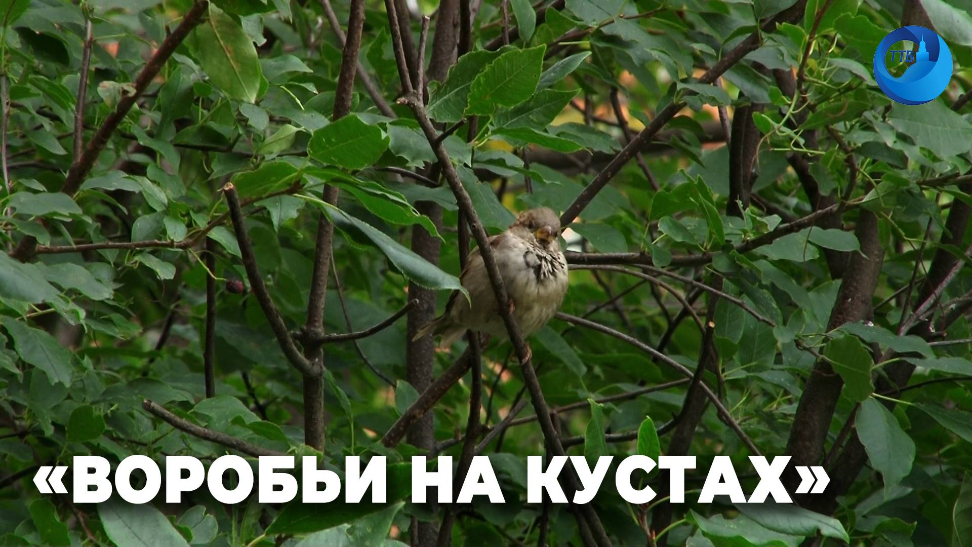 "Воробьи на кустах"