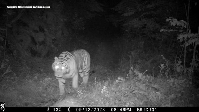 Тигр Медведь Бегут