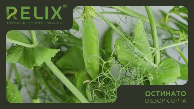 Горох Остинато