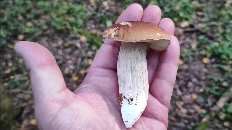 Лес просто МАНИТ)))