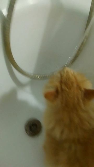 Рыжик пьёт воду