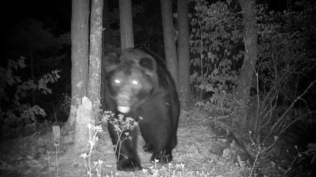 Медведь Бурый Морда