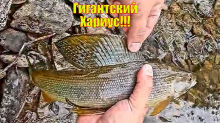 Гигантский Хариус!!!