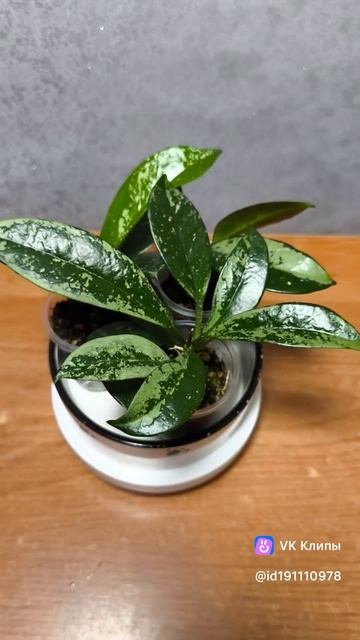 Хойя АН 074 сильвер.