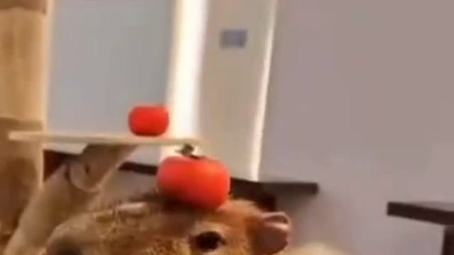 Капибары единственные