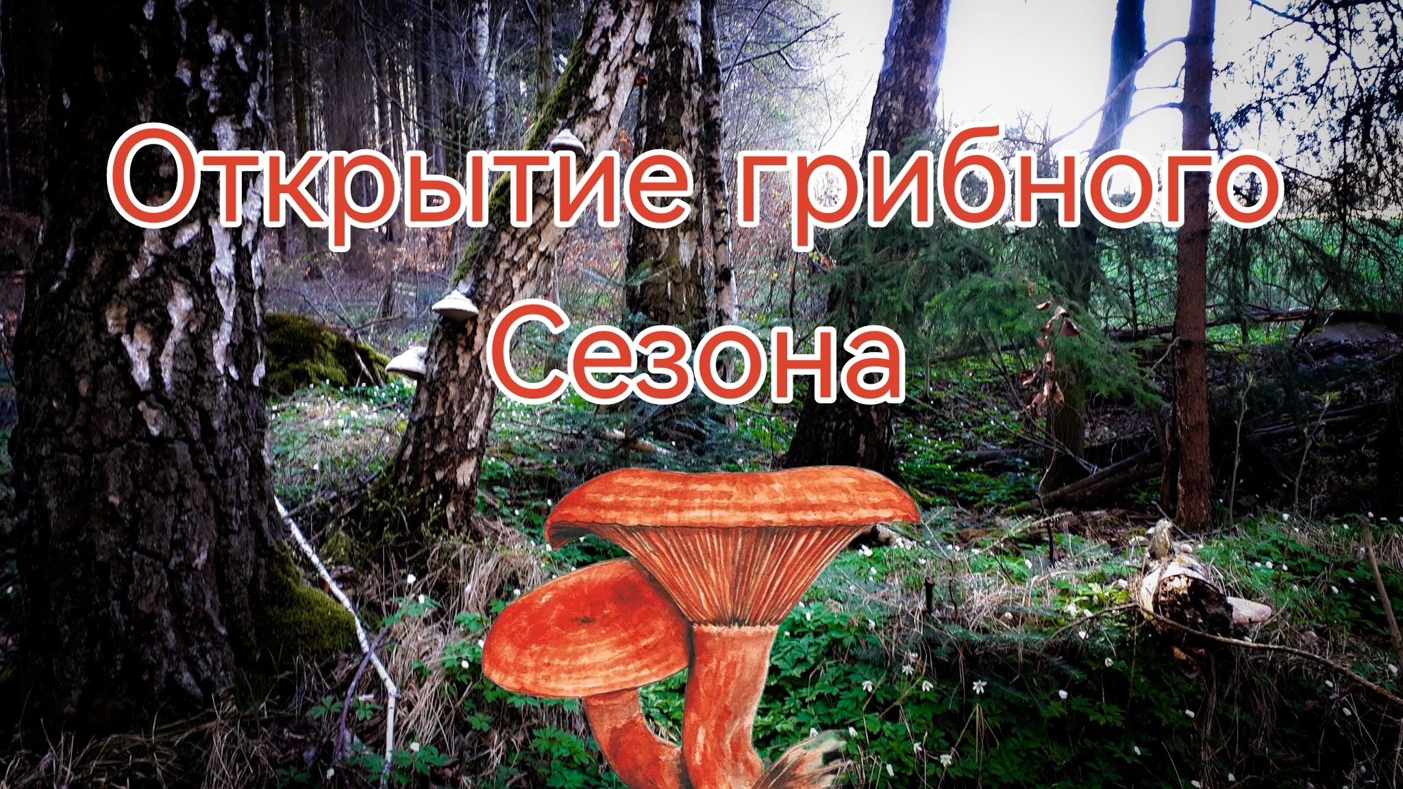 Рыжики. Открытие грибного сезона.