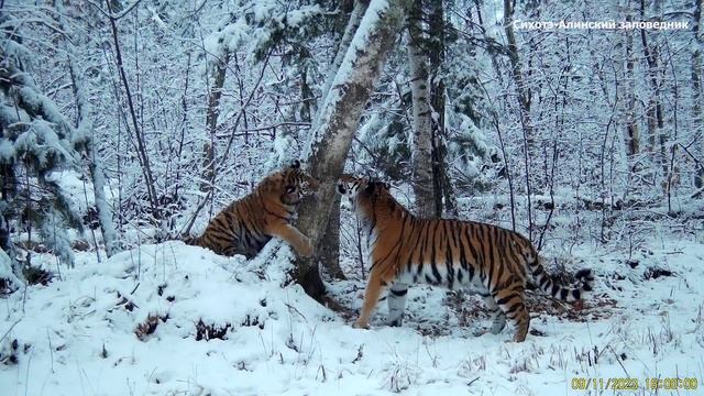 Тигры Зима Меточное дерево