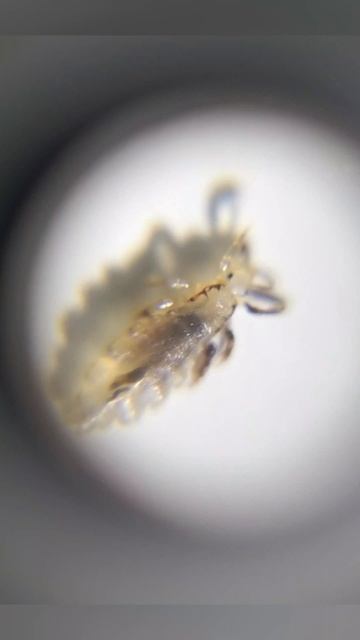 Не для слабонервных!