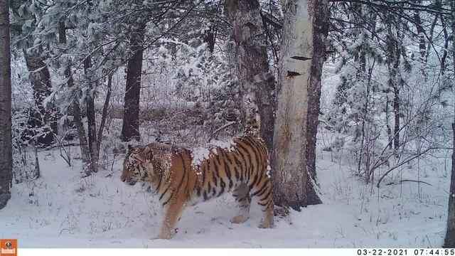 ТИГР снежный во всех смыслах