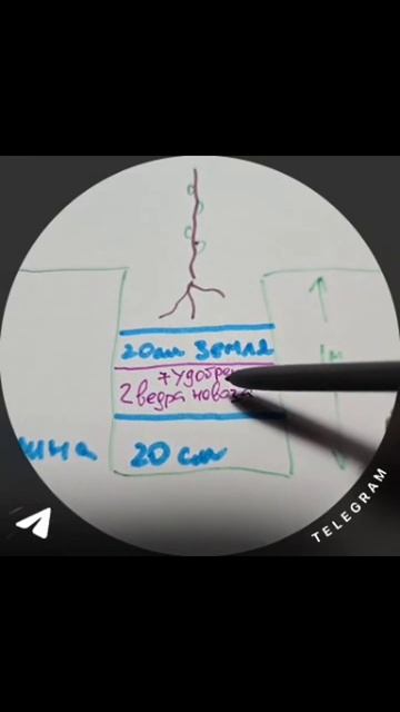 Виноград на песке: миф или реальность?