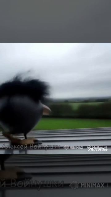 скебоб ган нейро сеть