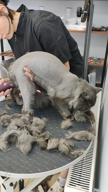 Стрижка кошки