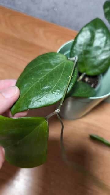 Хойя Балаенсис сплеш.