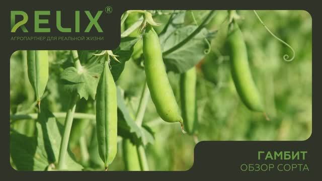 Горох Гамбит