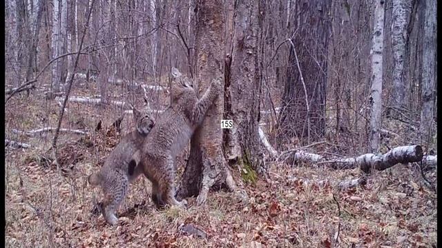 Рысь Детёныши