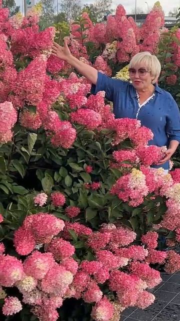 0819 (фрейз мельба)