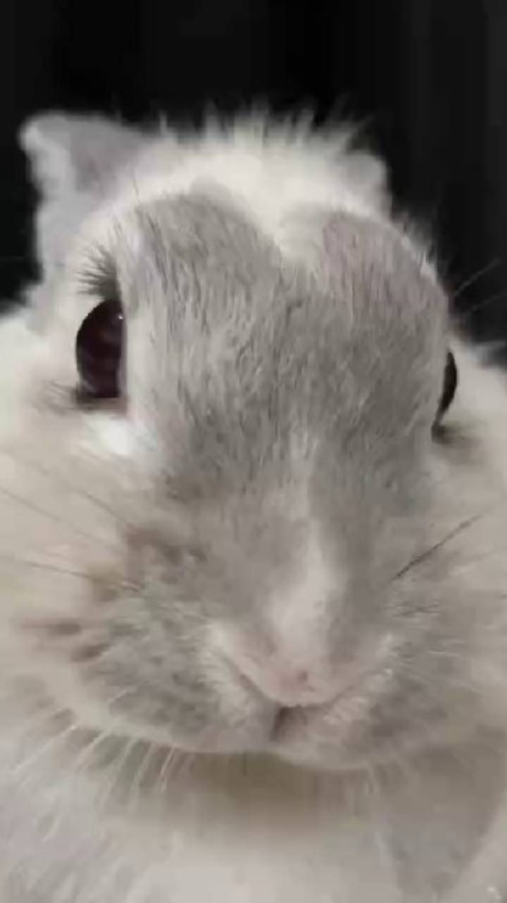 🔥 ЮБИЛЕЙ В ПАТТАЙЕ: Кролик Yuza отмечает 5 лет с размахом! 🐰🎉