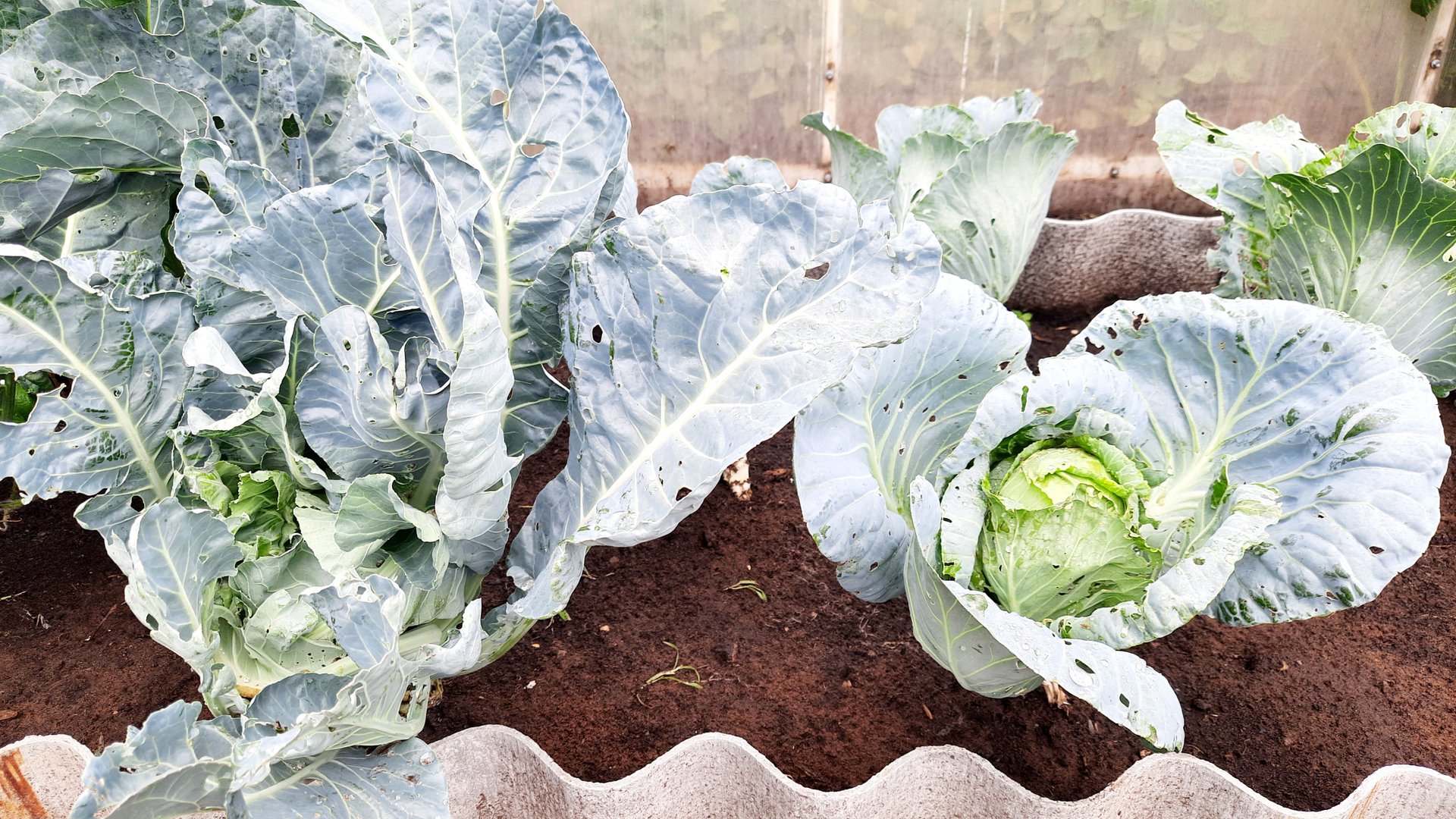 Влог в непогоду!🌦 Болталка и прогулка по саду🌳