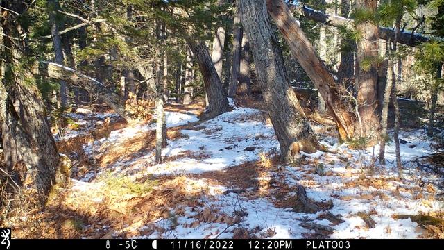 Медведь Бурый