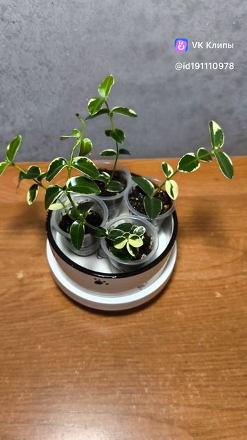 Хойя Кумингиана альбомаргината.