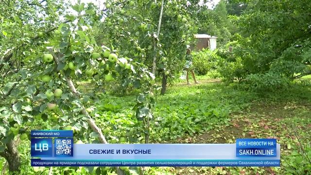 Сахалинский яблочный сад пополнился новыми сортами