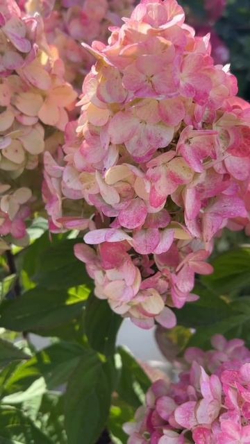 огненный спектакль, который разворачивается у вас на глазах с июля до самых заморозков🔥