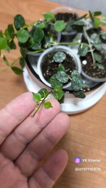 Хойя Куртиси.