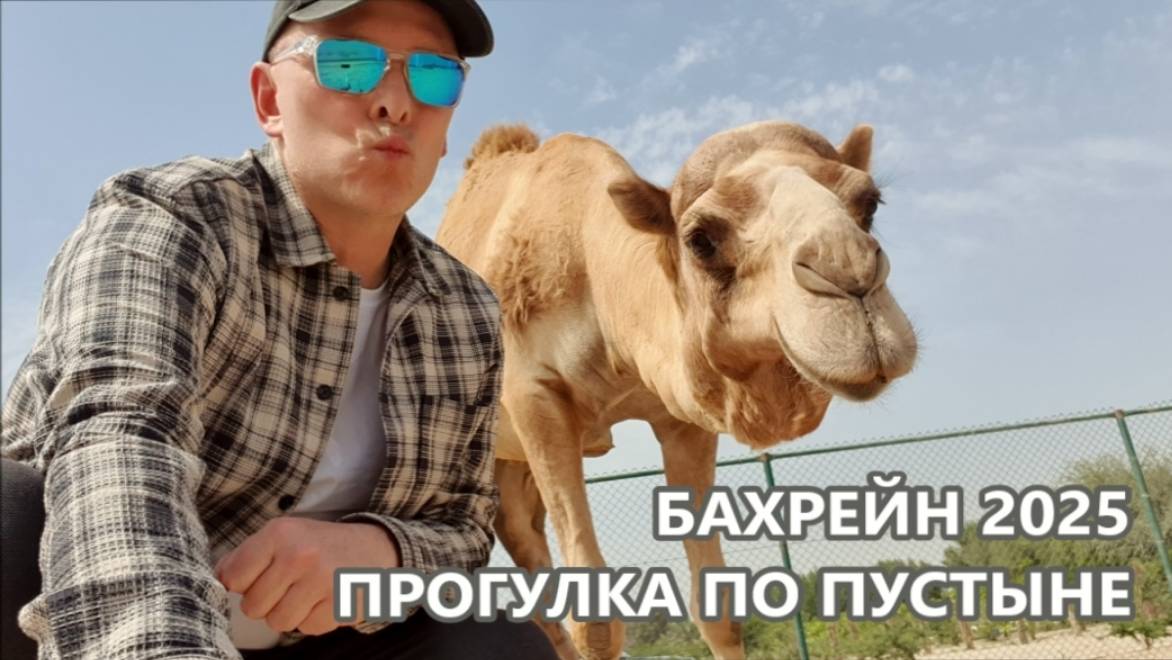 2025-05-02 БАХРЕЙН: ВЕРБЛЮЖИЙ ПИТОМНИК