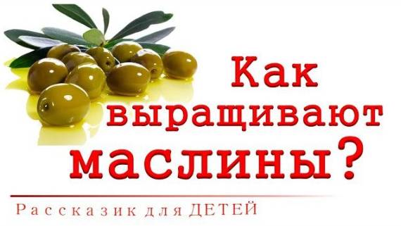 📗 "Как выращивают маслины?" ~ СЛАЙДЫ РАССКАЗ Христианский для ДЕТЕЙ 👧☀️ АУДИОРАССКАЗ