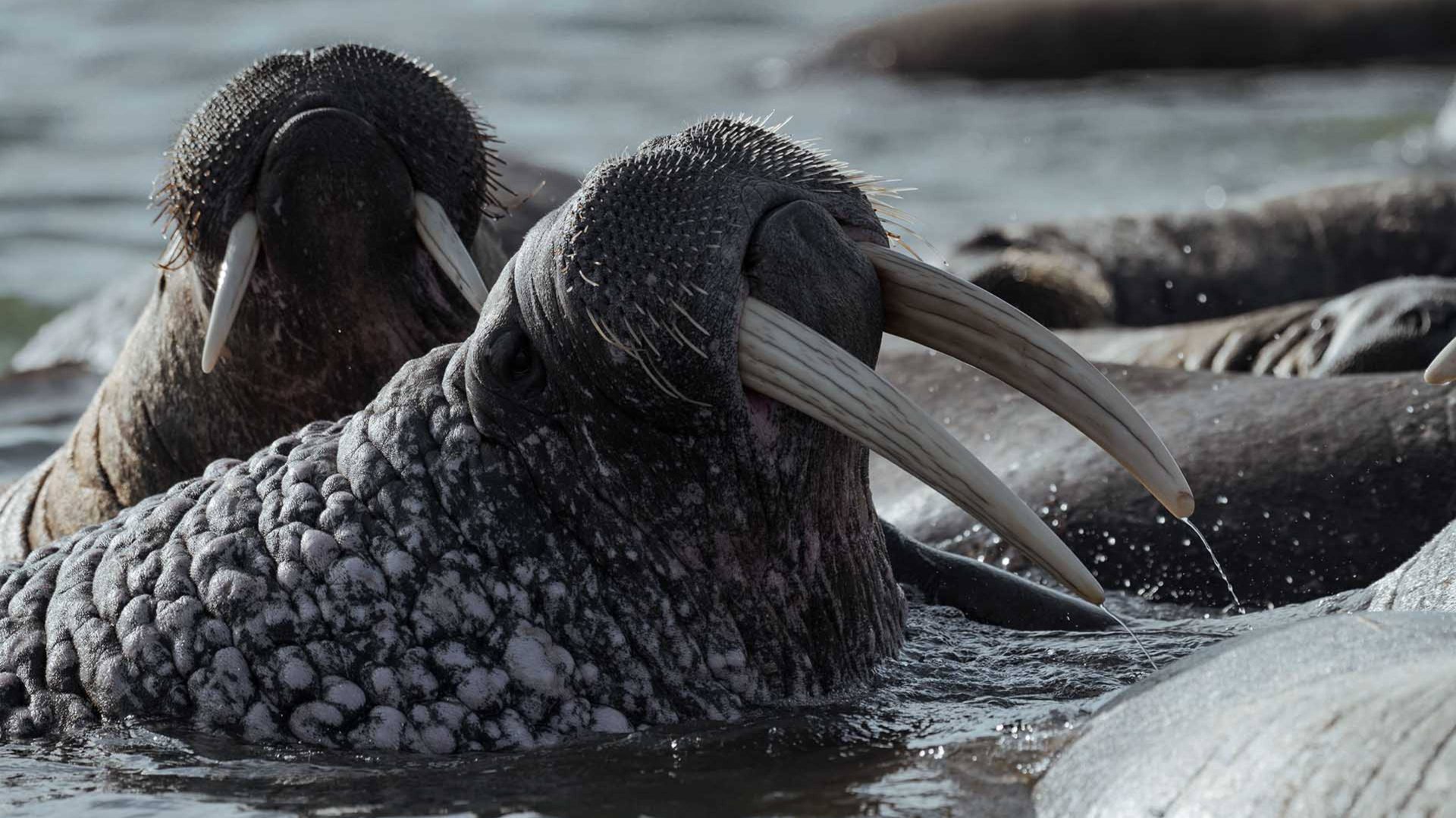 «Газпром нефть» провела крупное исследование арктической природы России