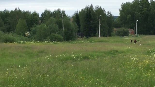 2021.07.02 Куча комаров