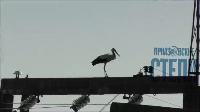 Кто сидит в гнезде: аист Руслан или Людмила?