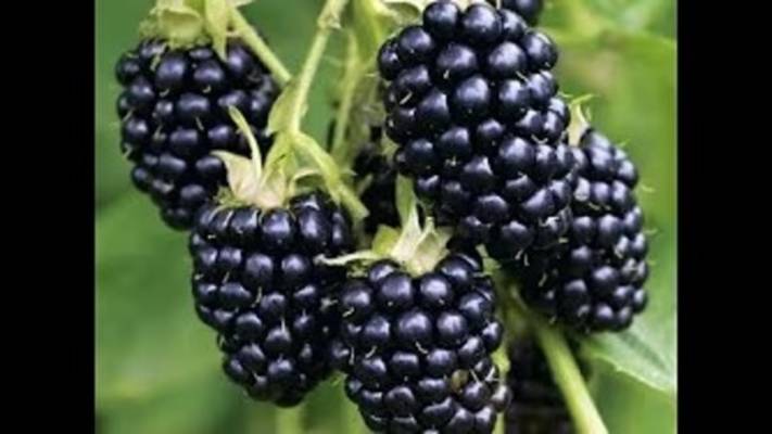 Варенье из ежевики. Маринкины творинки. Всем МИРА и Добра!