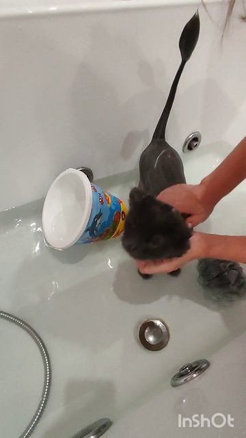 Купание кошки. Главное спокойствие и тихий разговор со своей любимицей