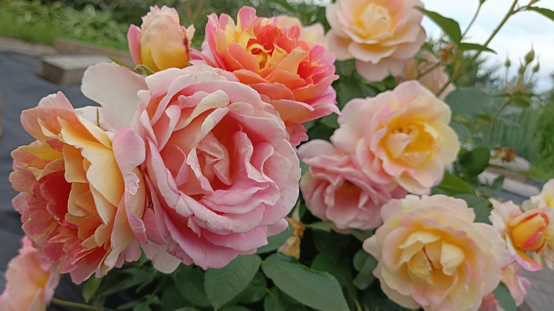 ЦВЕТЕНИЕ РОЗЫ В СИБИРИ